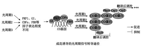 拟南芥的 Ft蛋白能够从韧皮部运输到茎尖分生组织促进开花。而 Ft基因的表达受到 Co基因一种生物钟基因编码的转录因子的调控co基因的