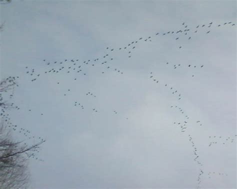 Kormorani Šrk Općine Cestica 1995