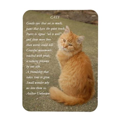Orange Kitten Photo With Poem Magnet Zazzle Cat Poems Orange