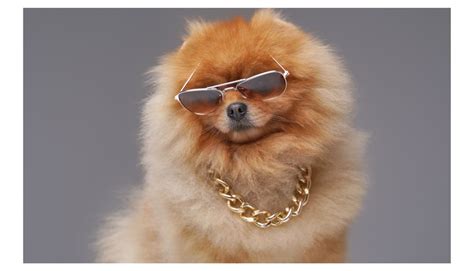 Unleash Their Inner Badass Powerful And Dominant Dog Names For Your