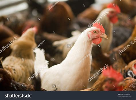 Chicken Farm India Images Stock Photos Vectors Shutterstock