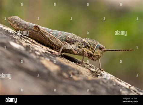 A Detailed Photo Capturing A Grasshopper As It Rests On A Textured