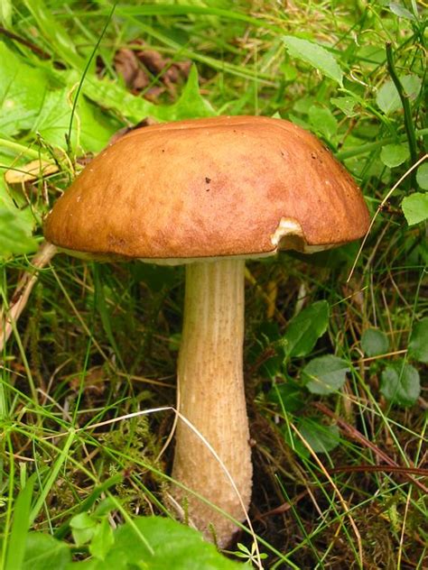 Kohler S Science Spot Protists And Fungi