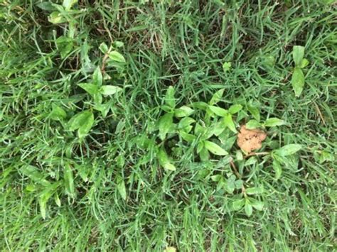 Creeping And Pervasive Weed Walter Reeves The Georgia Gardener