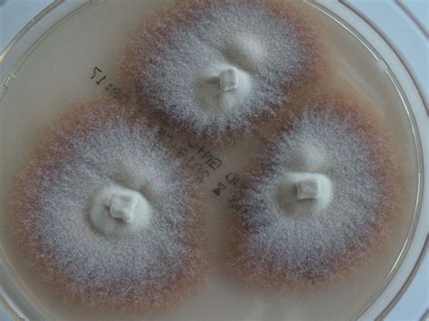 Labopart Trichophyton Tonsurans