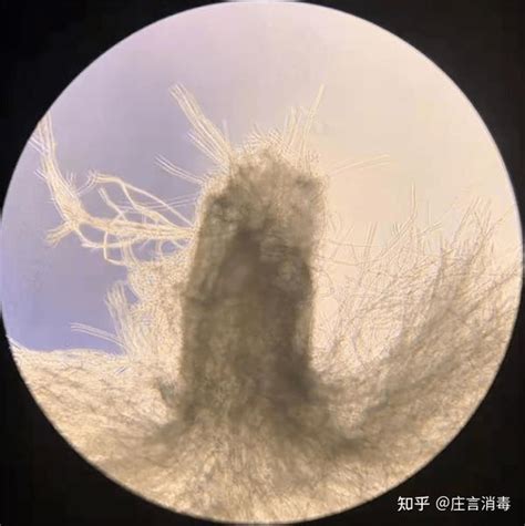 你的细胞是被什么污染了全面介绍细胞污染有哪些种类 知乎