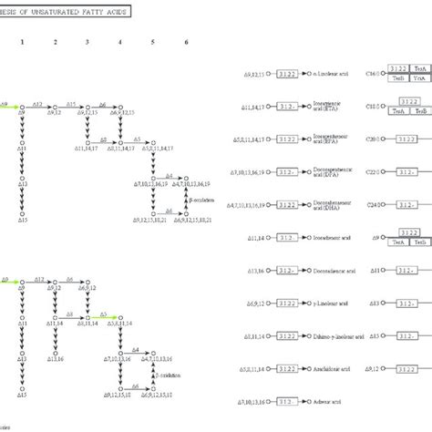 Genes In Biosynthesis Of Unsaturated Fatty Acids Pathway Download
