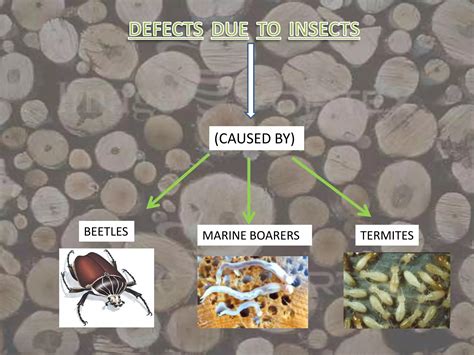 Defects In Timber Pptx