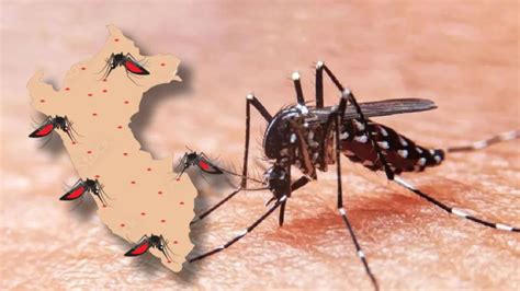 Dengue En Perú Muertes Se Elevan A 143 Y Hay Más De 149 Mil Infectados Infobae