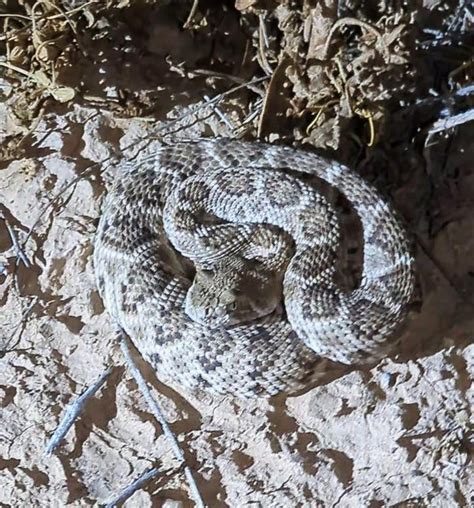 Nearly Stepped On This Dude Rnewmexico