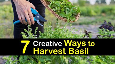 7 Creative And Amazing Ways To Harvest Basil