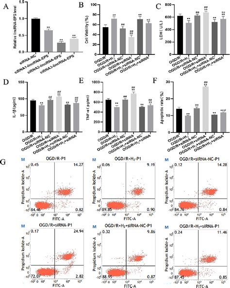 Figure 7 From The Role Of LincRNA EPS Sirt1 Autophagy Pathway In The