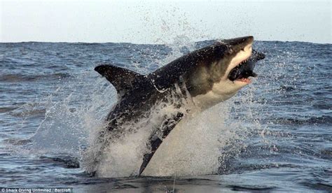 Debunking Shark Myths In The Shallows Seeker