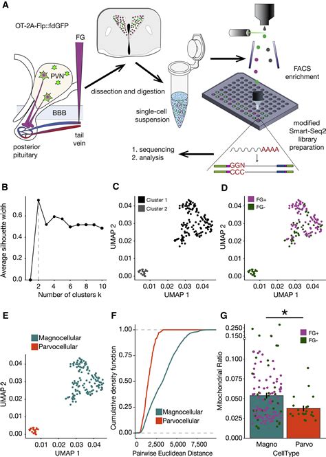 Parallel Social Information Processing Circuits Are Differentially