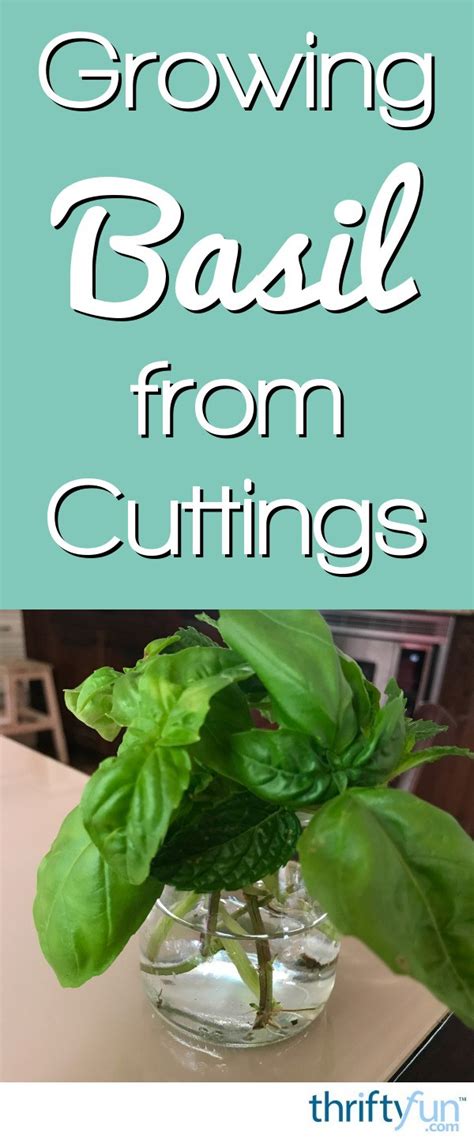 Propagating Basil From Cuttings Thriftyfun