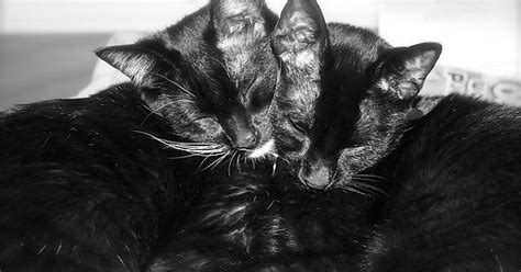 My Cat Right And My Roommates Cat Left Imgur