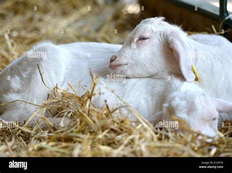 Nahaufnahme von ziegen Fotos und Bildmaterial in hoher Auflösung Alamy