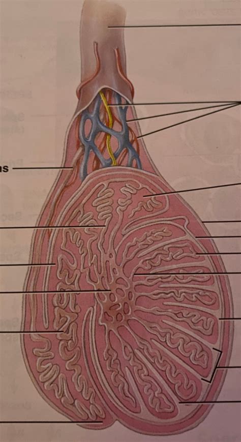 Sagittal Section Of Testis Diagram Quizlet