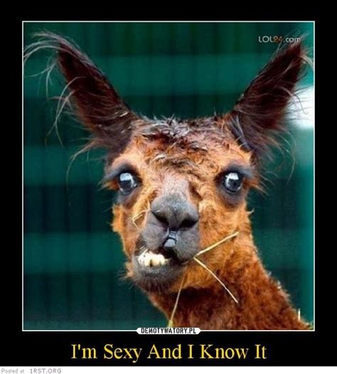 Theyre Sexy And They Know It