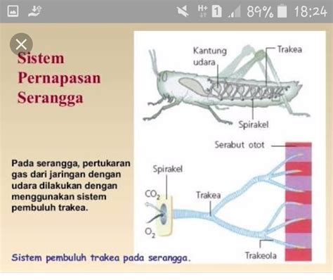 Organ Pernapasan Serangga Adalah Homecare24