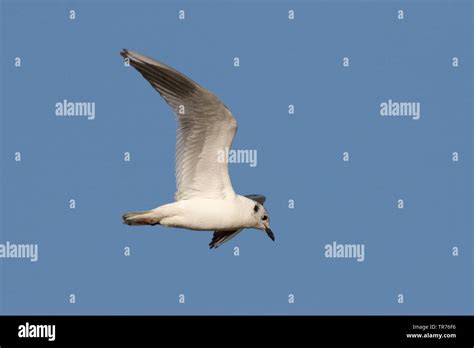 Saunders Gull Larus Saundersi In Flight China Beidaihe Stock