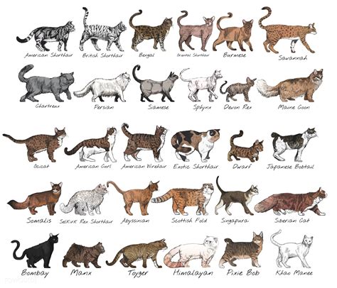 Discover The Feline World A Comprehensive Breed Of Cats List Catmags