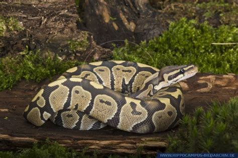 Python Regius Bell`s Ghost Alias Ball Python Hippocampus Bildarchiv