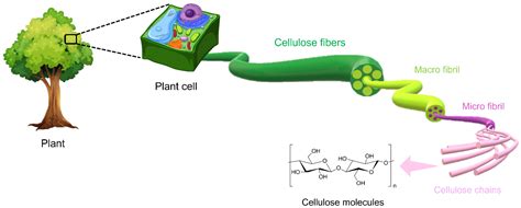 Cellulose