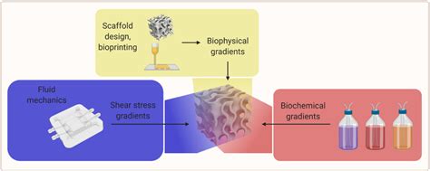 Figure 5 From Microvascular Tissue Engineering—a Review Semantic Scholar