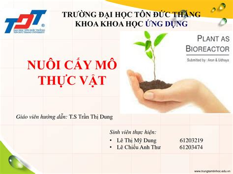 SOLUTION: Plant biotechnology presentation vietnamese version c ng ngh sinh h c th c v t ppt ...