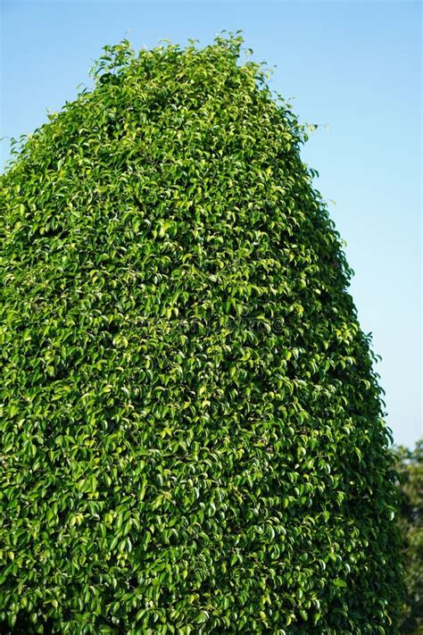 A Neatly Trimmed Ficus Benjamina Commonly Known As Weeping Fig Shaped