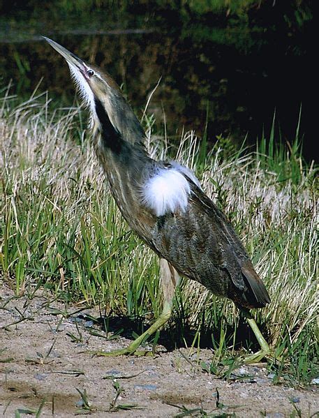 On Bitterns And Tiny House Parking Putting Your Best Foot Forward Naj Haus