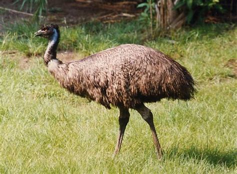 Bio 202 Bird Taxonomy Flashcards Quizlet