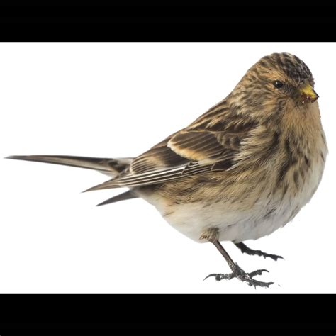 Twite Linaria Flavirostris Identification Birda
