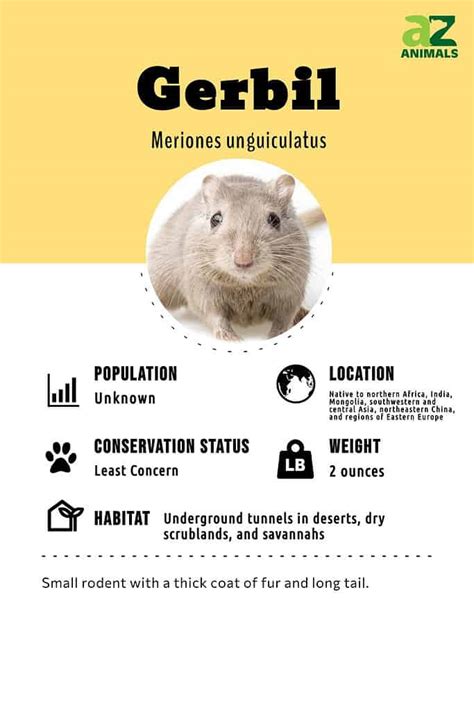 Gerbil