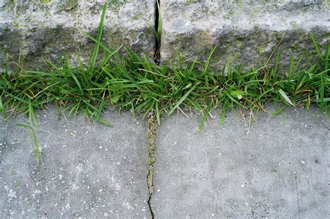 Green Grass On Cement Gap Premium Ai Generated Image