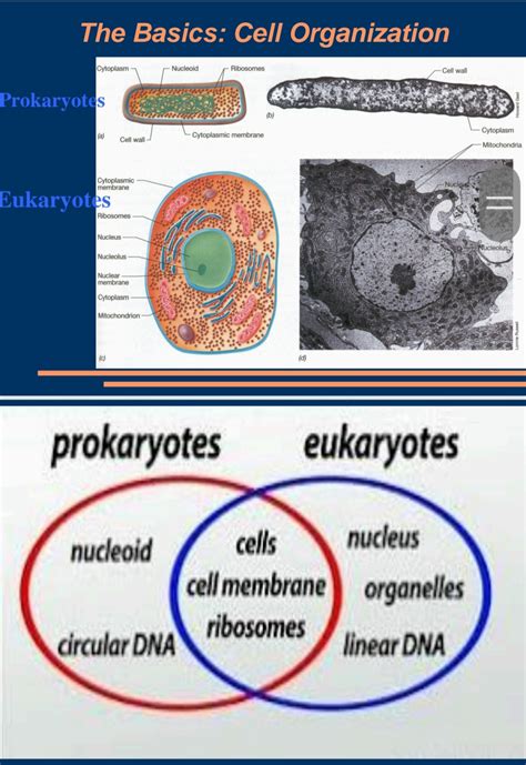 Solution Cell Biology Molecular Biology 1 Studypool