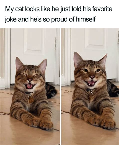 Internet Transforms Cat Laughing Into A Dad Joke Meme And The Results