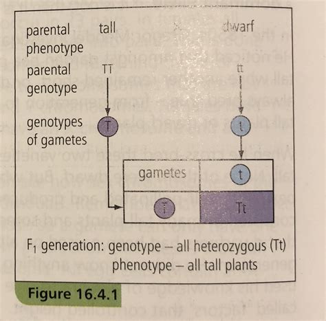 Monohybrid Inheritance Diagram Quizlet