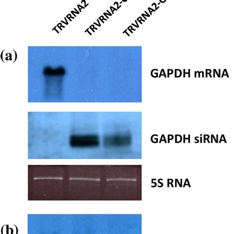 Bimolecular Fluorescence Complementation Assay In Planta Confocal Download Scientific Diagram