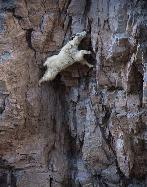 Las M S Incre Bles Im Genes De Cabras De Monta As Naturaleza