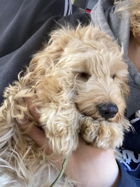 Meet Bobby A To Be 2 Year Old Cavapoo 1day 2yrs Rcavapoo