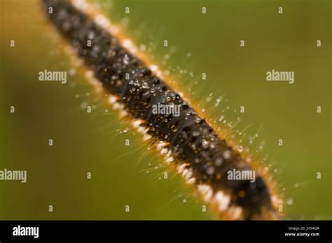 A Beautiful Brown Caterpillar On A Branch With Small Water Droplets