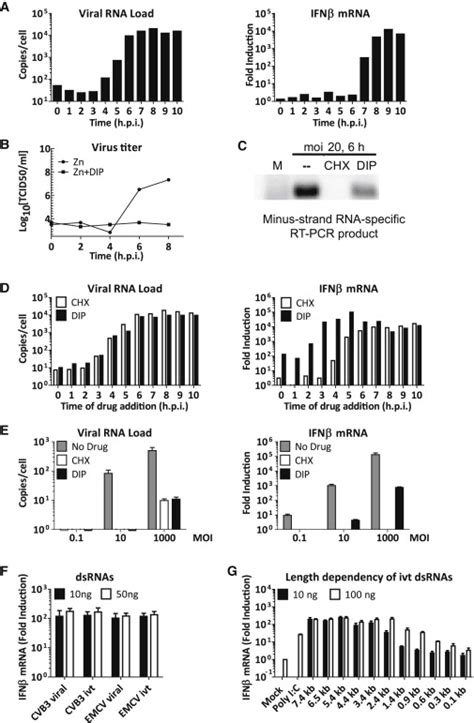 Viral Rna Recognition In Infected Cells And Characterization Of