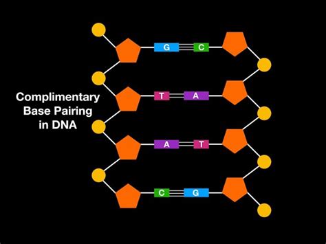 Base Pairing In Dna Replication