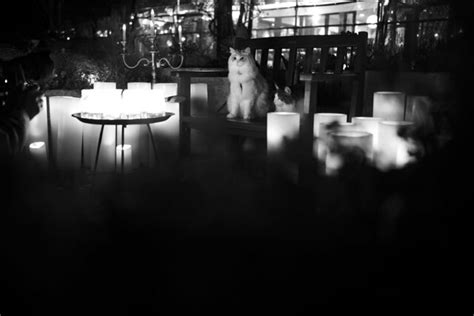 Cat By Traveler （id：12700964） 写真共有サイト Photohito