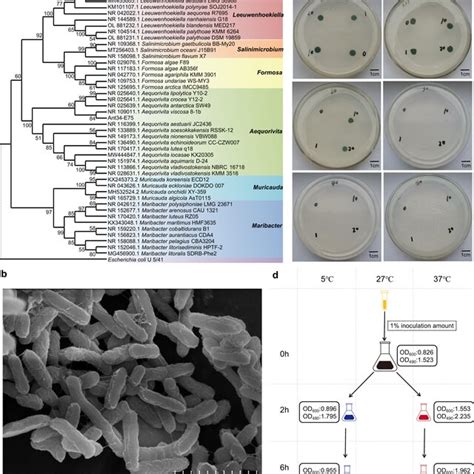 Taxonomic Identification And Experimental Exploration Of Strain