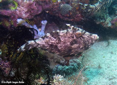 Pseudomonacanthus Macrurus Anilao Philippines