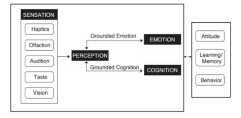 Week 4 From Exposure To Comprehension Flashcards Quizlet