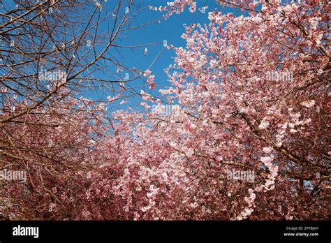 Cherry Trees Spring Blooming With Pink Flowers In A Sunny Garden Italy